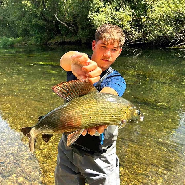 Lipljan 55cm – Ferhat Alijagić | List MUŠIČAR