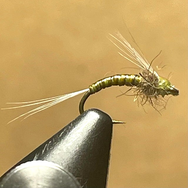 Film nimfa | List MUŠIČAR