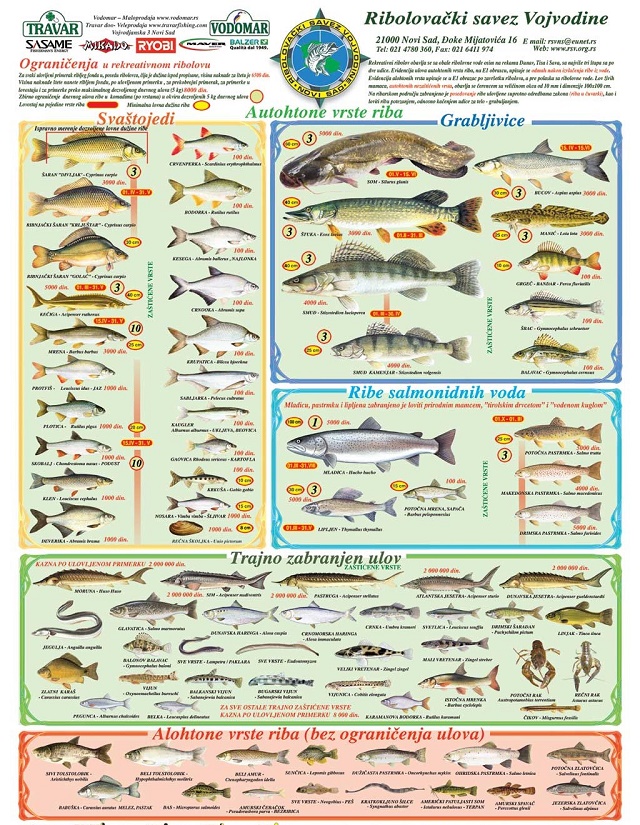 Dozvole za rekreativni ribolov u Srbiji 2025. | List MUŠIČAR