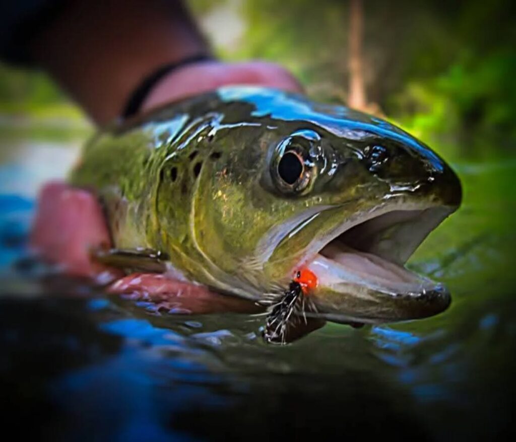 Svetski Dan fotografije | List MUŠIČAR